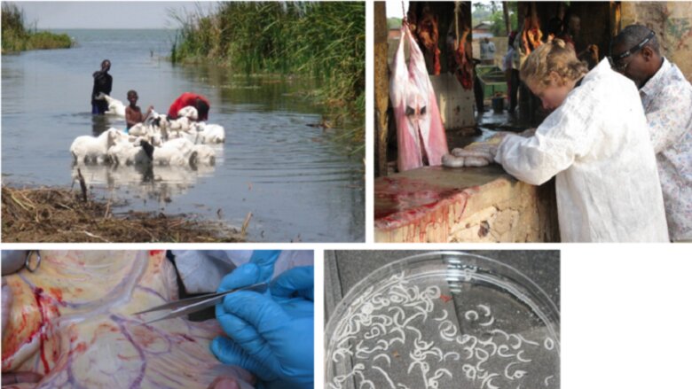 The sex lives of schistosomes; complexed mixing of genomes | LCNTDR